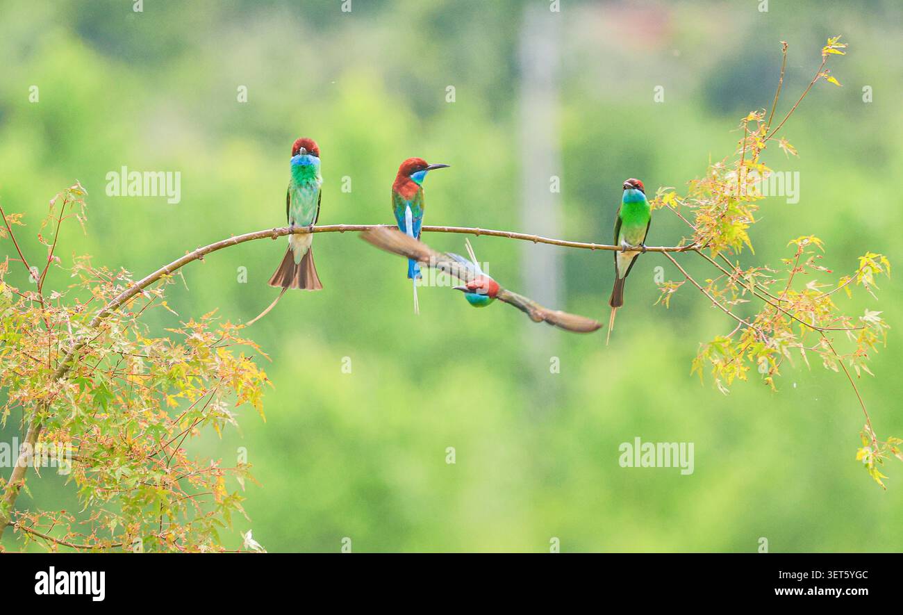 Blue-throated bee-eaters are seen flying or perching on branches at ...