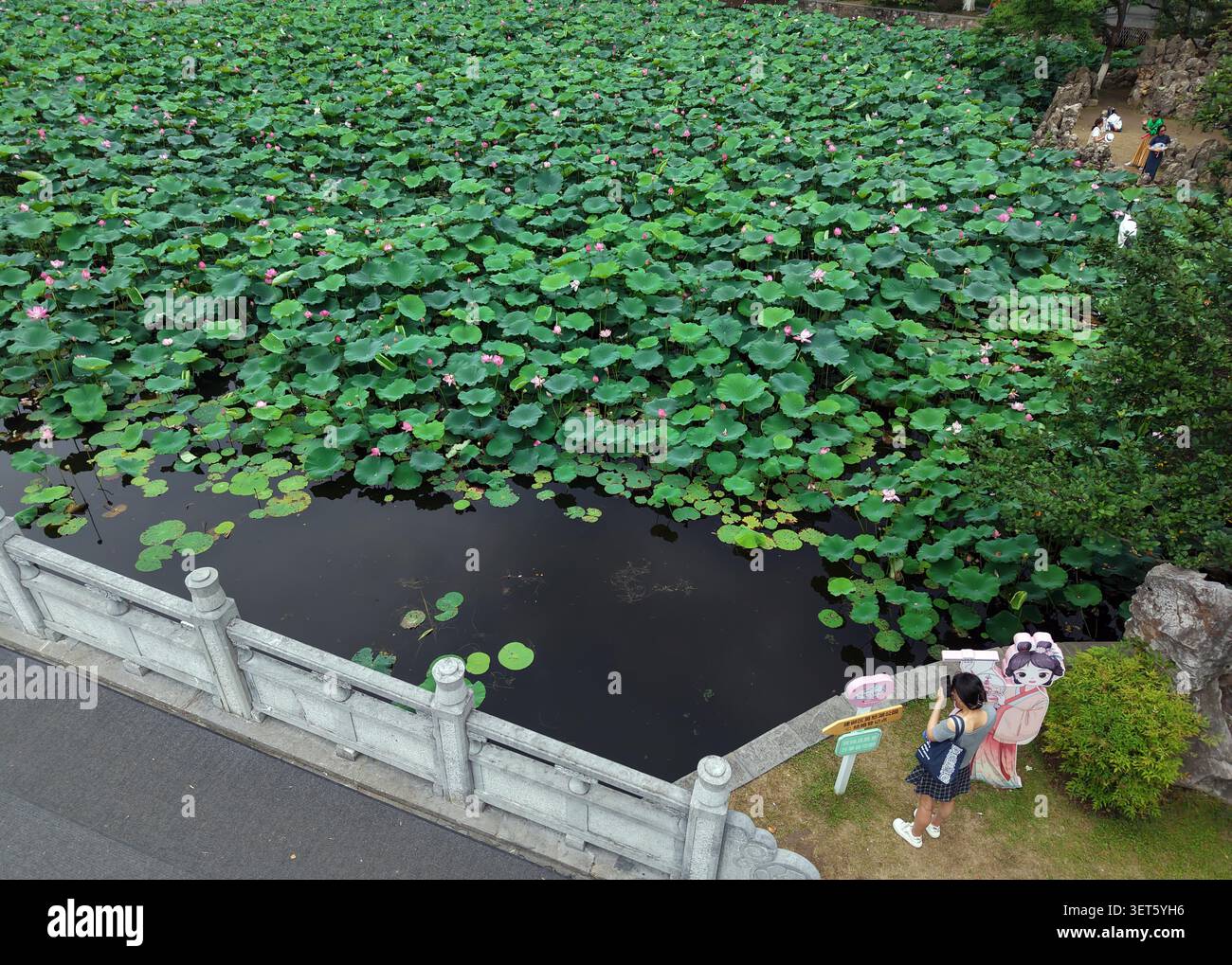Lotus flowers bloom at Mochou Lake in Nanjing, east China's Jiangsu ...