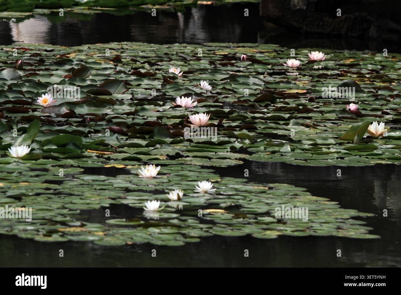Water lilies bloom in Qingyan Garden, a classical garden in Huai'an ...