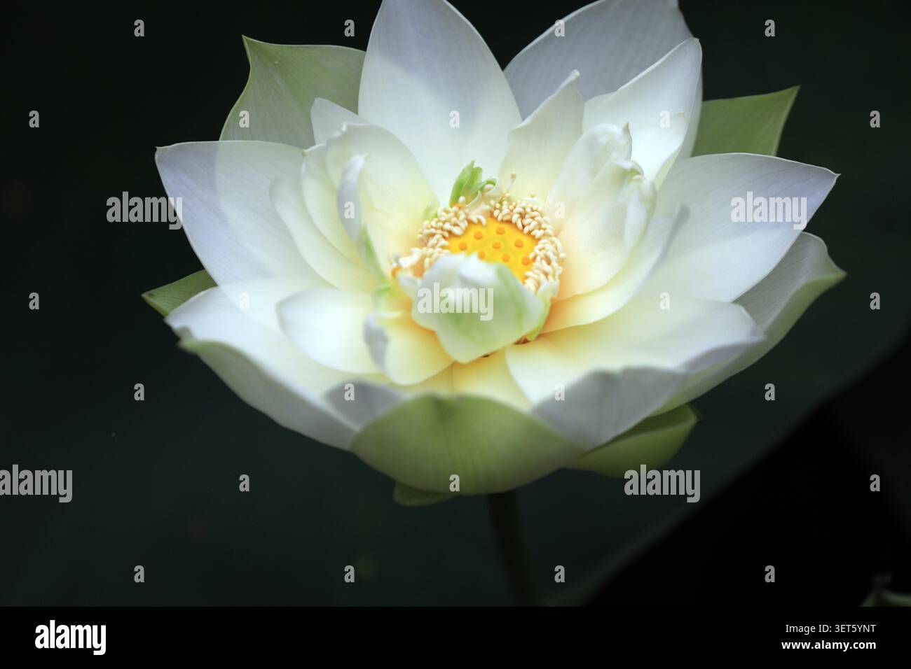 White lotuses bloom at Chuxiu Park in Huai'an, east China's Jiangsu ...