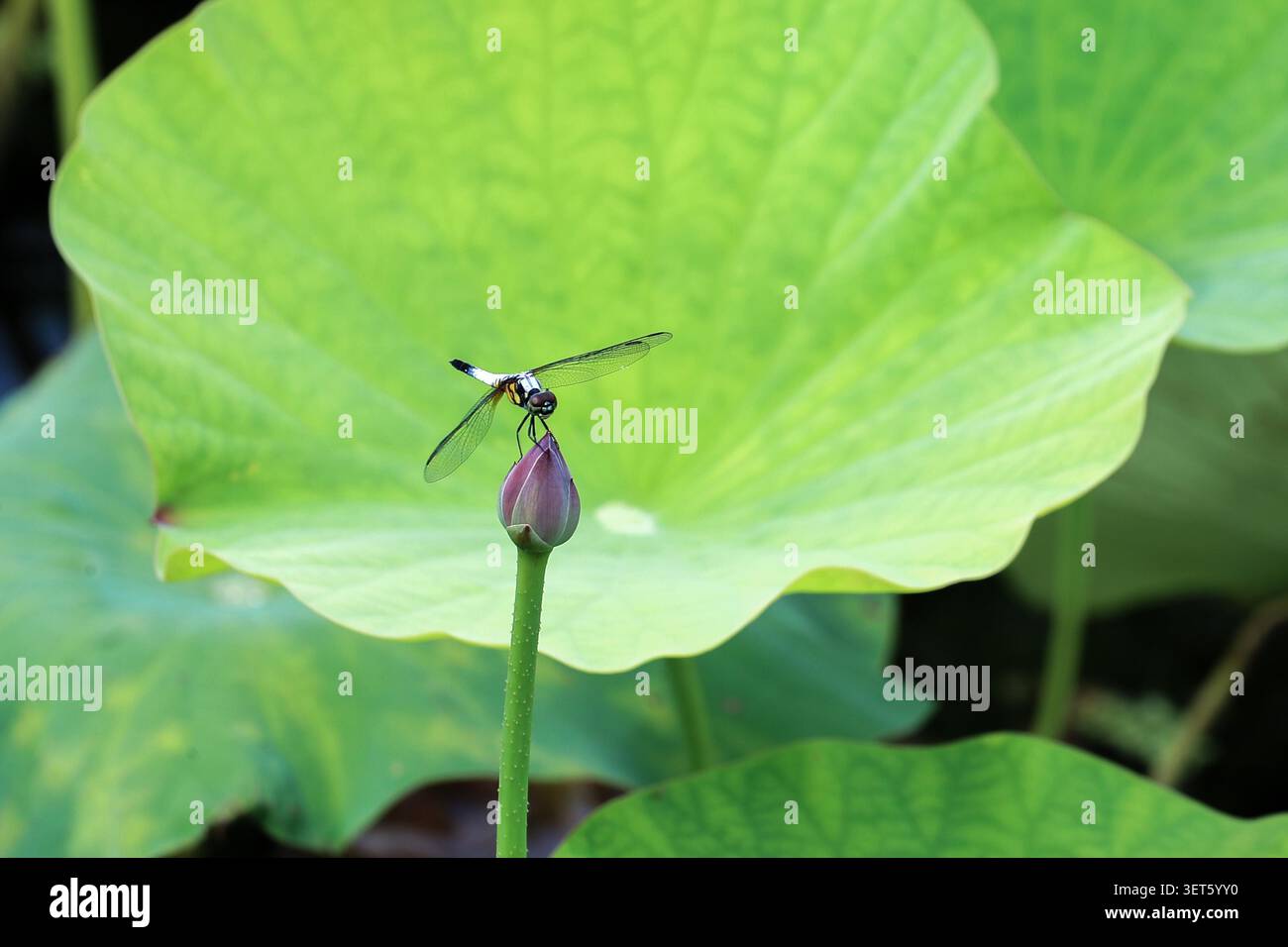 Tourists admire blooming lotuses at the Grand Canal Sanwan Wetland Park ...
