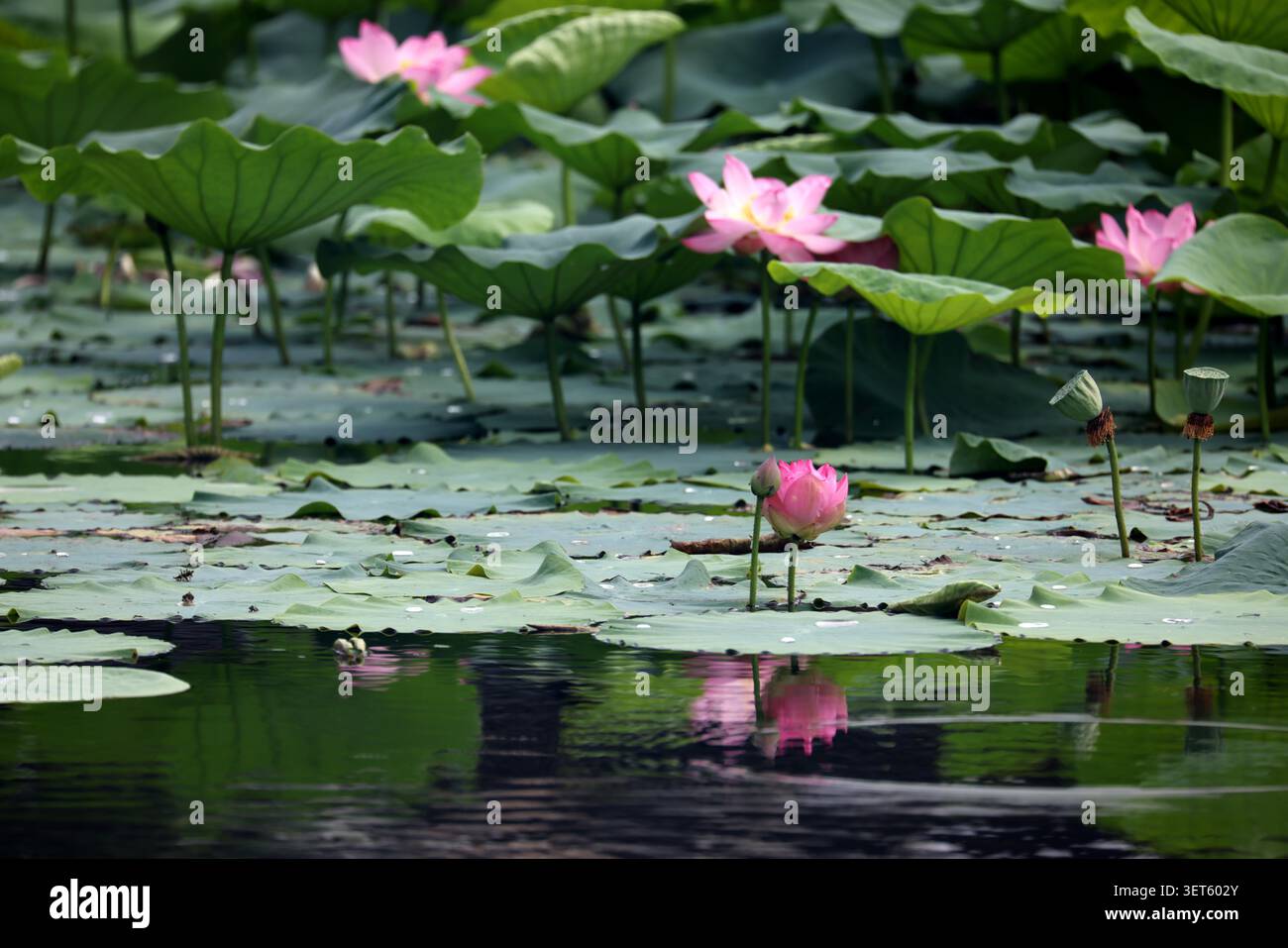Summer lotus flowers bloom at Xiaoyao Park in Mengcheng, east China's ...