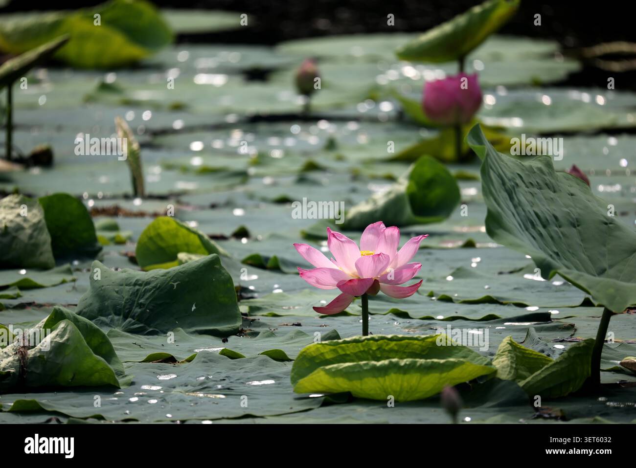 Summer lotus flowers bloom at Xiaoyao Park in Mengcheng, east China's ...