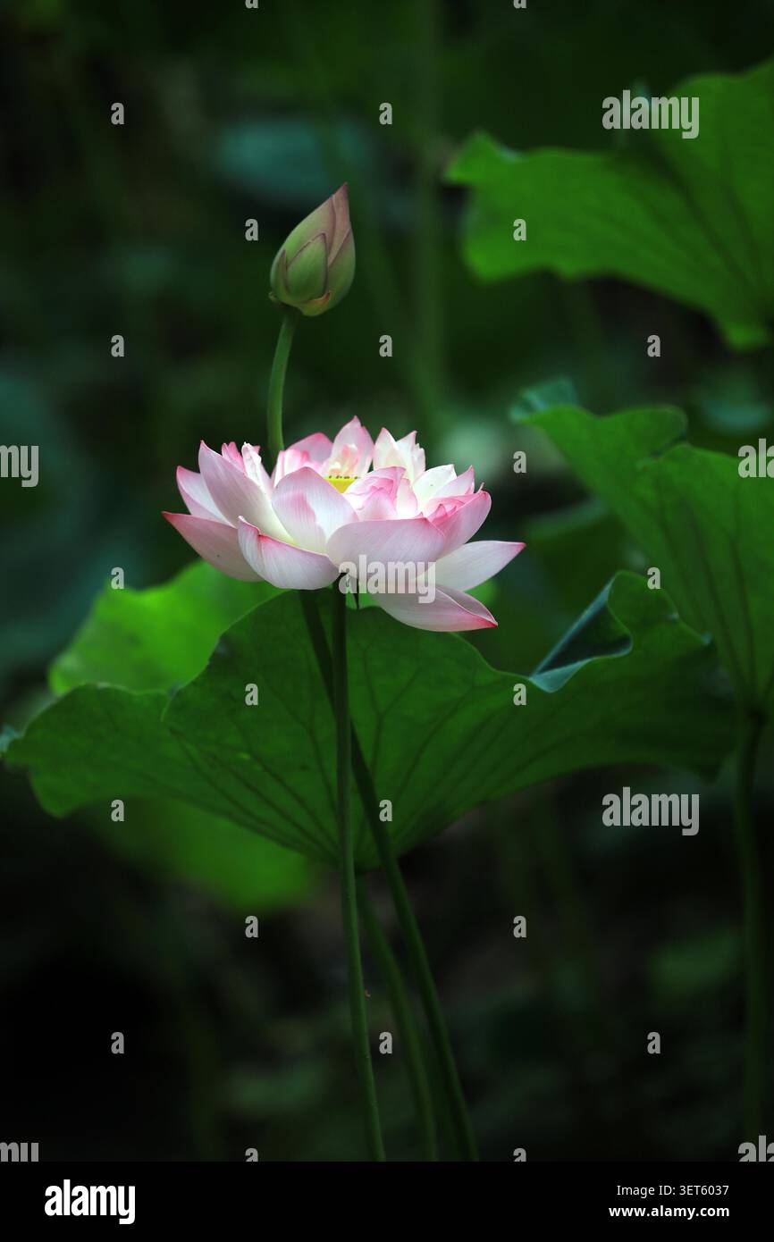 White lotuses bloom at Chuxiu Park in Huai'an, east China's Jiangsu ...