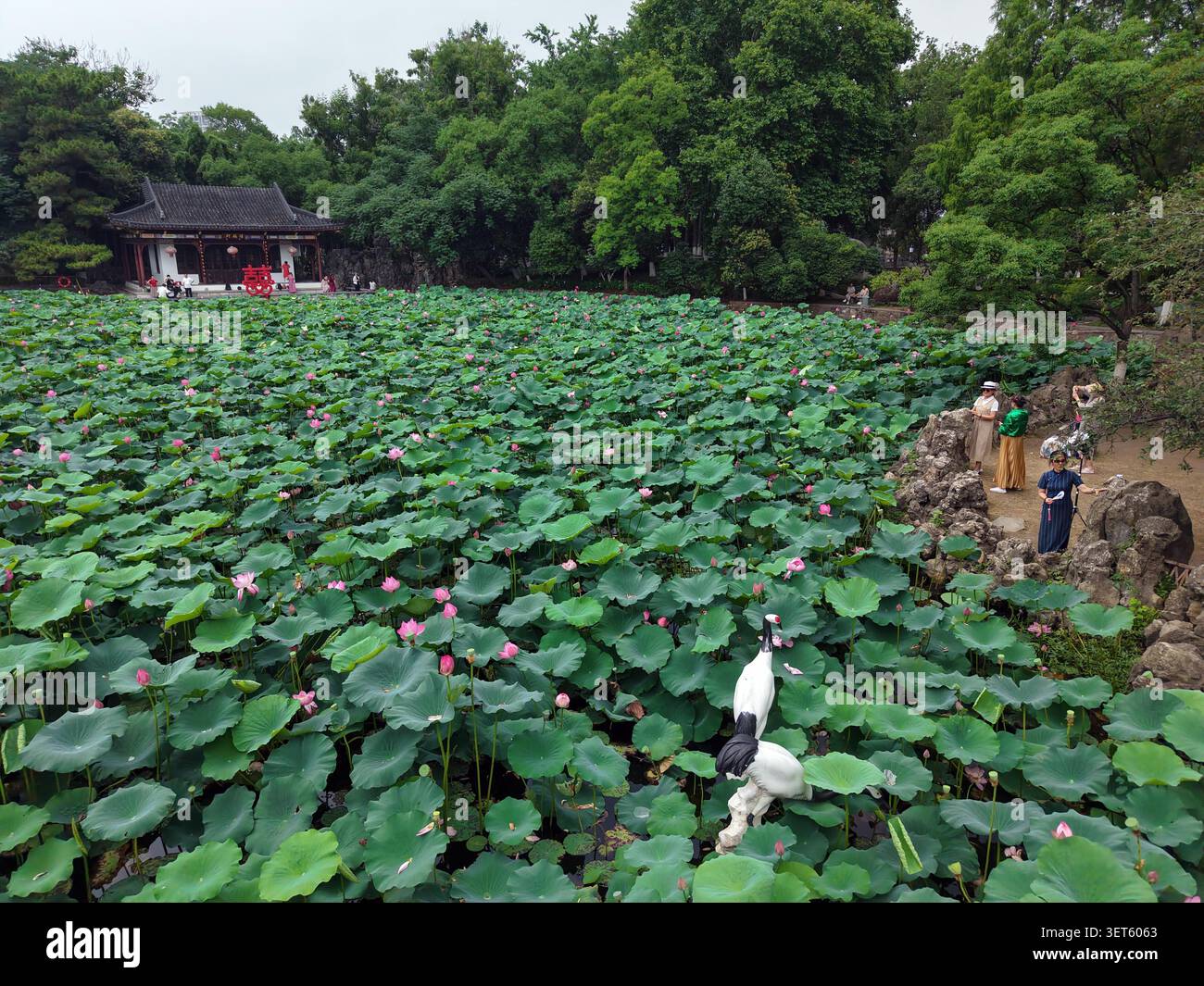 Lotus flowers bloom at Mochou Lake in Nanjing, east China's Jiangsu ...