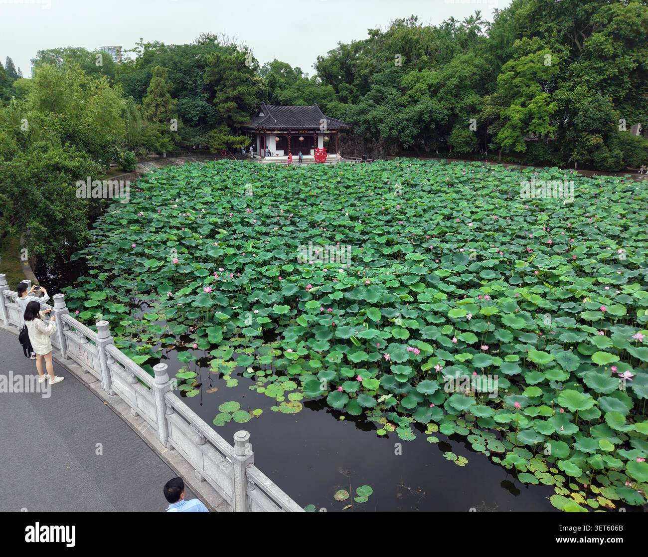 Lotus flowers bloom at Mochou Lake in Nanjing, east China's Jiangsu ...
