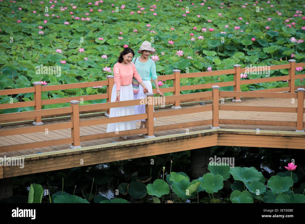 Tourists admire blooming lotuses at the Grand Canal Sanwan Wetland Park ...