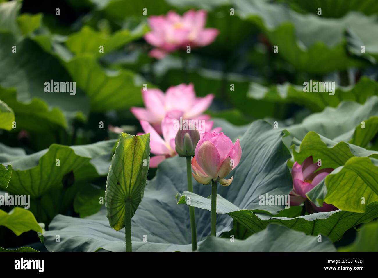 Summer lotus flowers bloom at Xiaoyao Park in Mengcheng, east China's ...