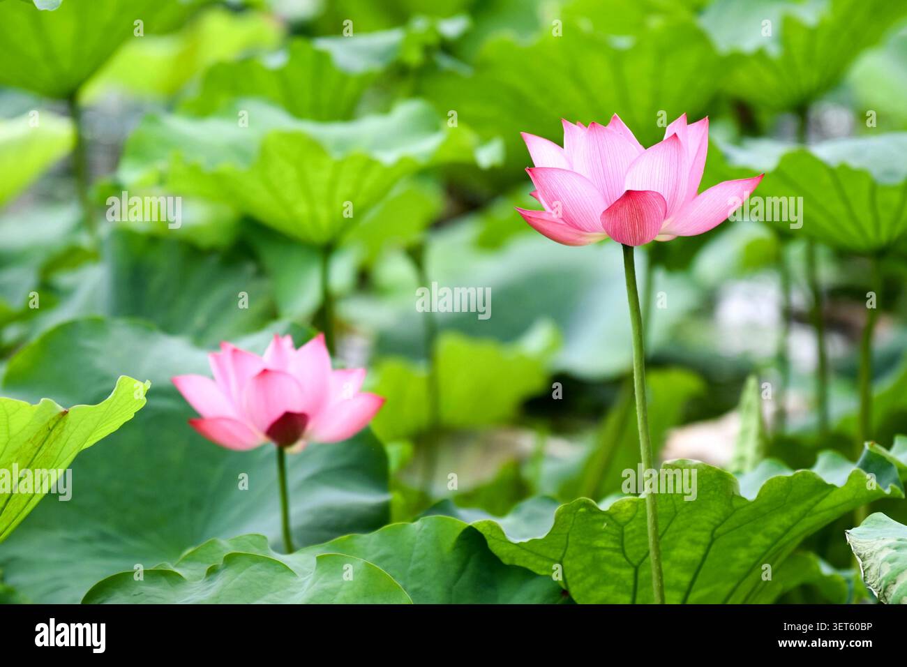 Lotus flowers bloom in Beihu Lotus Pond in Tongling's Yi'an District ...