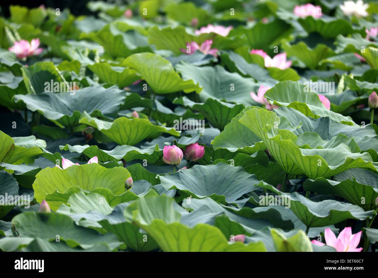 Summer lotus flowers bloom at Xiaoyao Park in Mengcheng, east China's ...