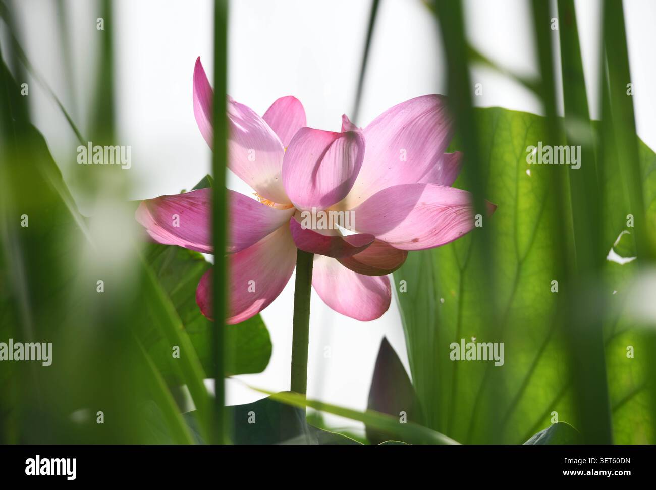 Lotus flowers bloom at Mudao Ditch (Ci River) Wetland in Xinle, north ...