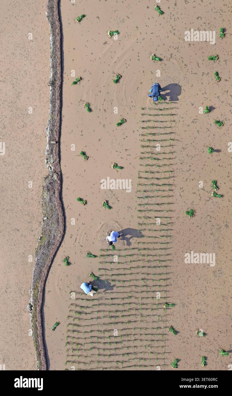 Farmers transplant single-crop rice seedlings in Yangfengshan terraced ...