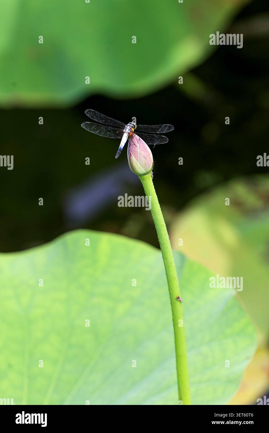 Tourists admire blooming lotuses at the Grand Canal Sanwan Wetland Park ...