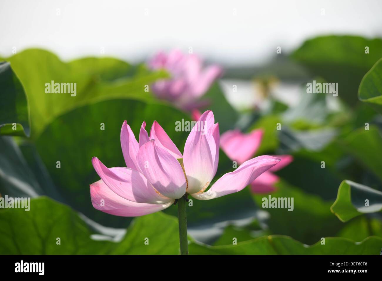 Lotus flowers bloom at Mudao Ditch (Ci River) Wetland in Xinle, north ...