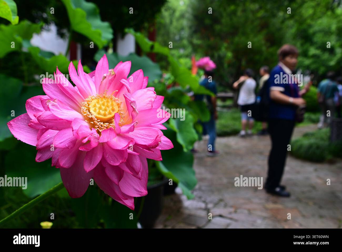 Visitors enjoy lotus appreciation activities at Nanyuan Park in Taicang ...