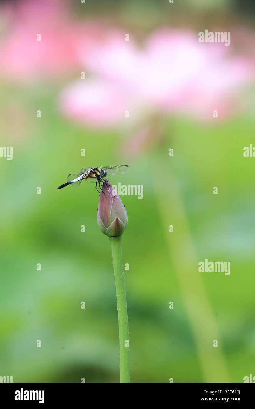 Tourists admire blooming lotuses at the Grand Canal Sanwan Wetland Park ...