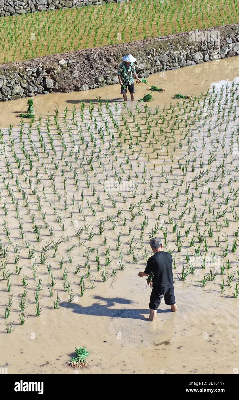 Farmers transplant single-crop rice seedlings in Yangfengshan terraced ...