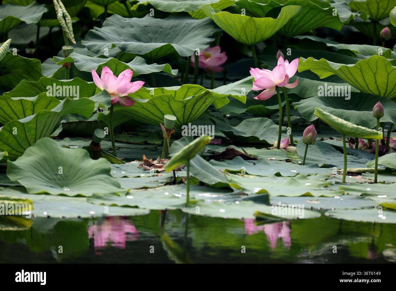 Summer lotus flowers bloom at Xiaoyao Park in Mengcheng, east China's ...