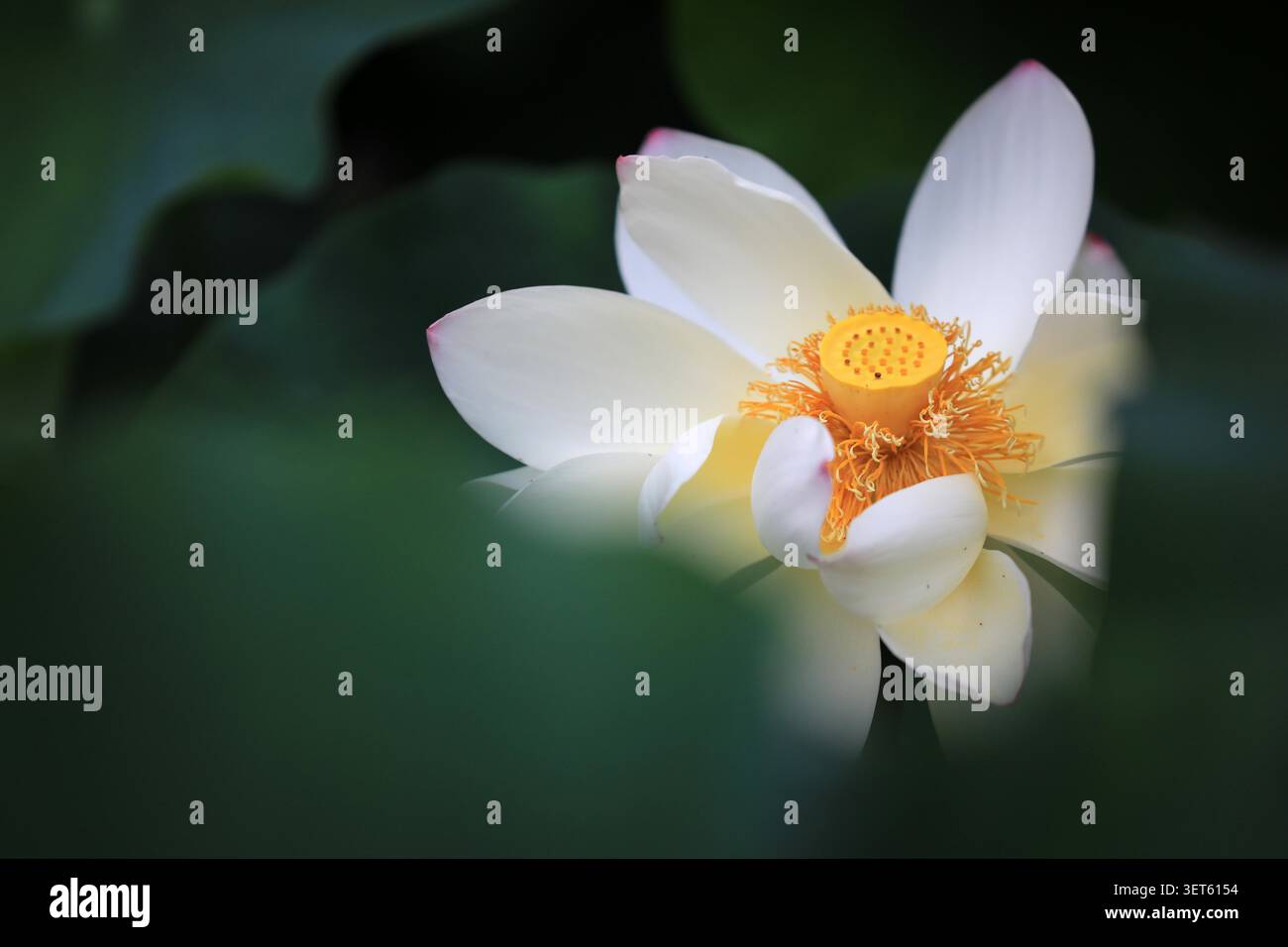 White lotuses bloom at Chuxiu Park in Huai'an, east China's Jiangsu ...