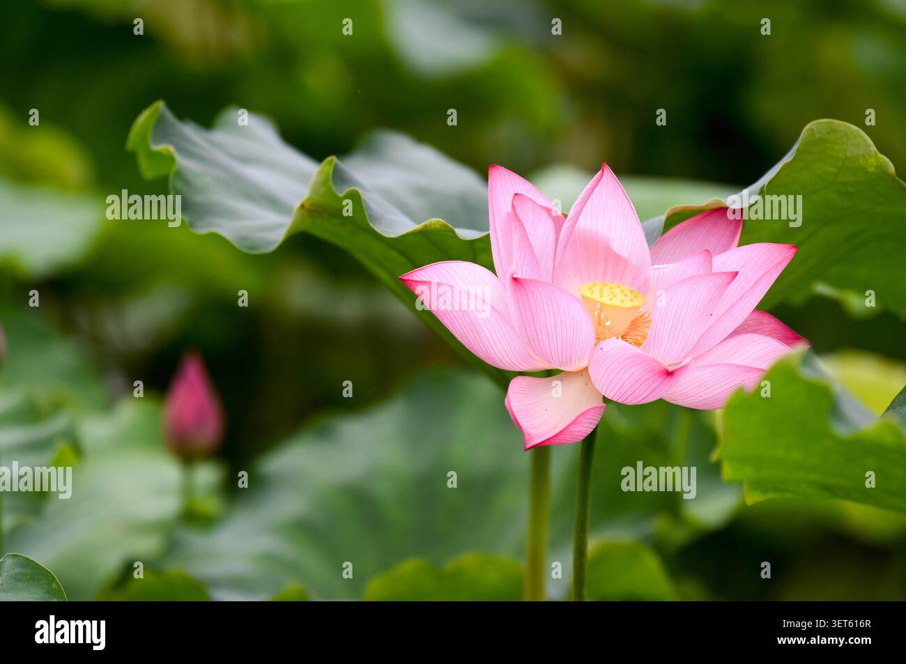 Lotus flowers bloom in Beihu Lotus Pond in Tongling's Yi'an District ...