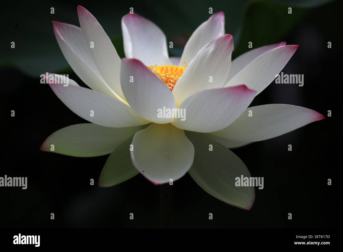 White lotuses bloom at Chuxiu Park in Huai'an, east China's Jiangsu ...