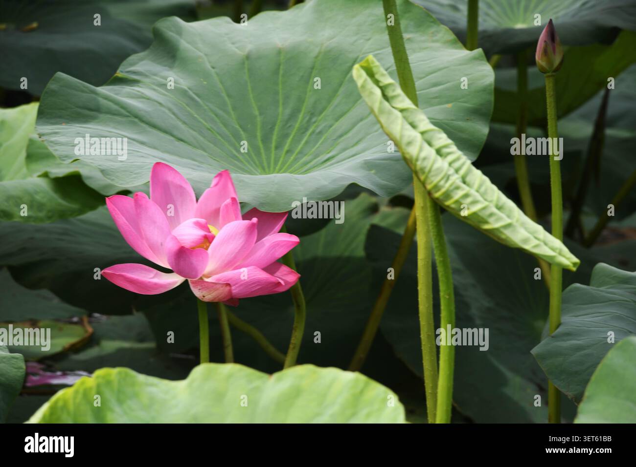 Lotus flowers bloom at Mudao Ditch (Ci River) Wetland in Xinle, north ...