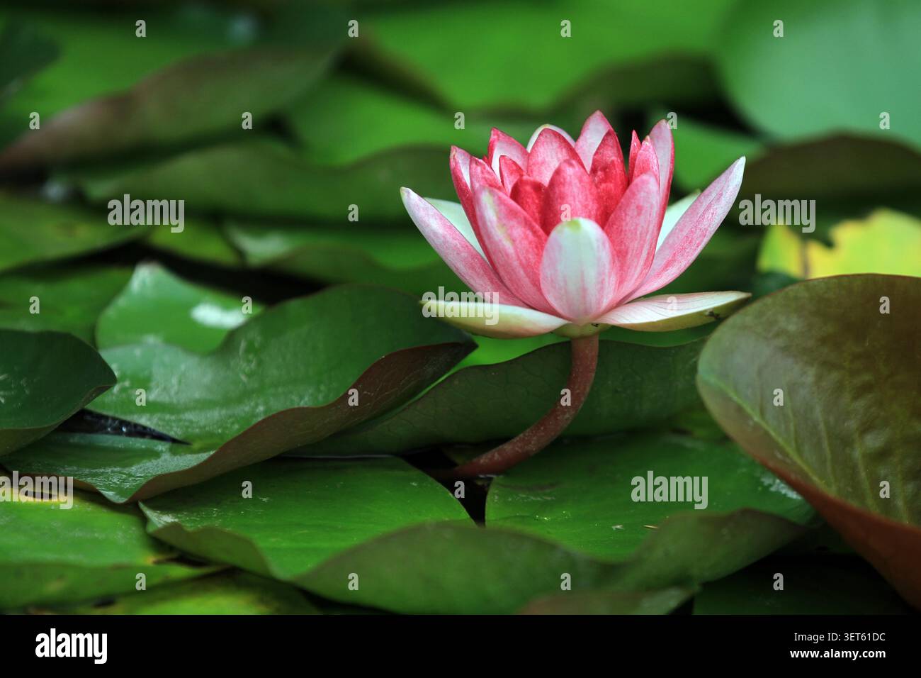 Water lilies bloom in Qingyan Garden, a classical garden in Huai'an ...