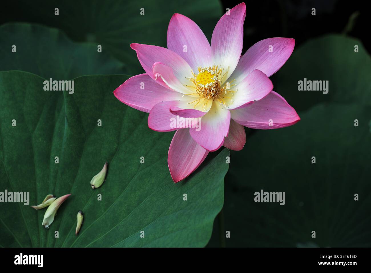 Tourists admire blooming lotuses at the Grand Canal Sanwan Wetland Park ...