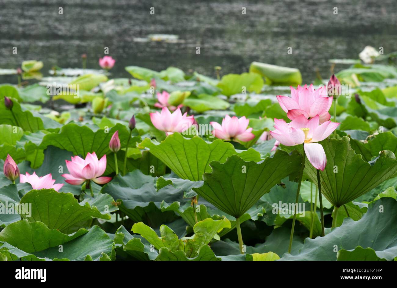 Lotus flowers bloom in Beihu Lotus Pond in Tongling's Yi'an District ...