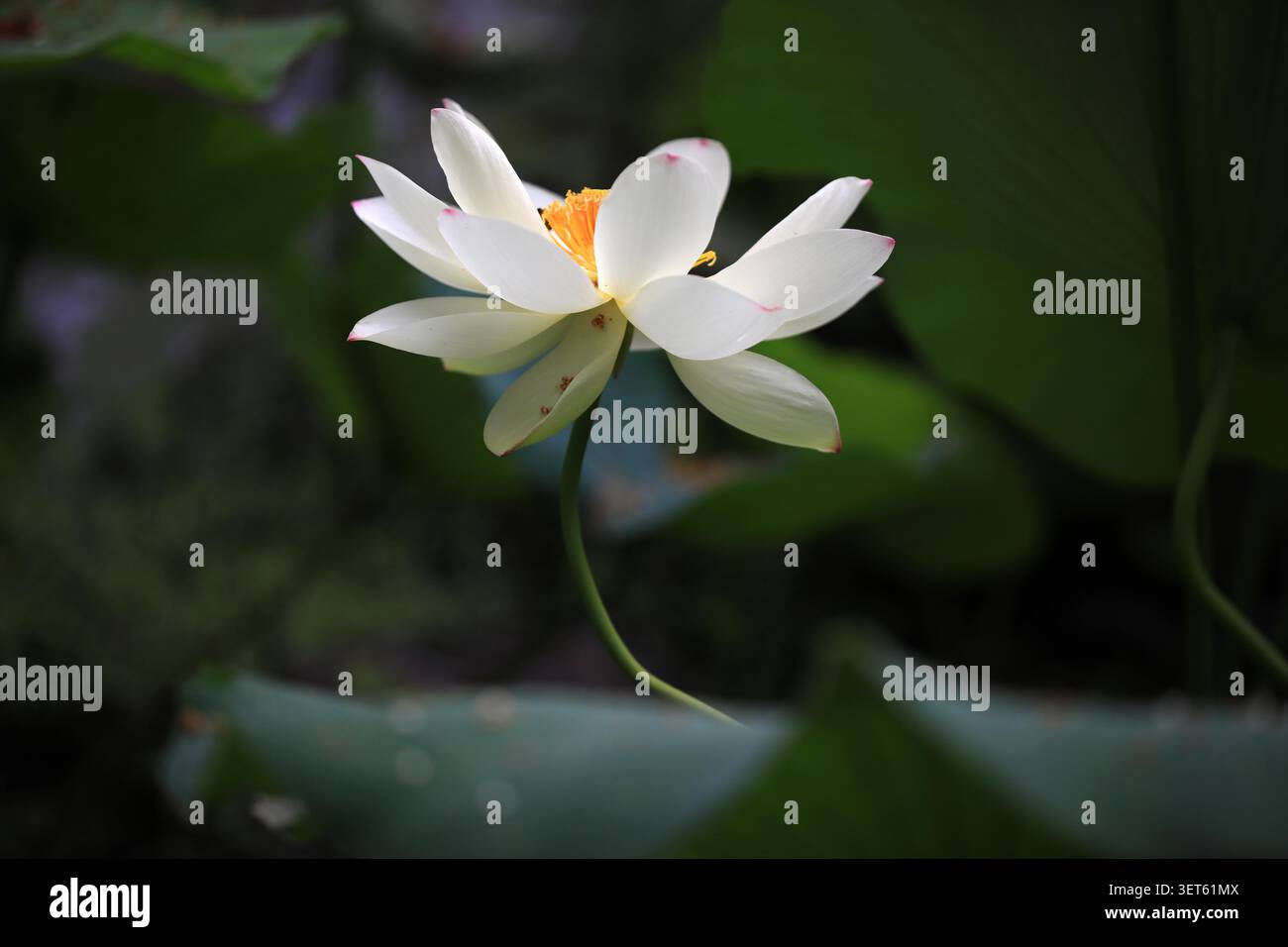 White lotuses bloom at Chuxiu Park in Huai'an, east China's Jiangsu ...
