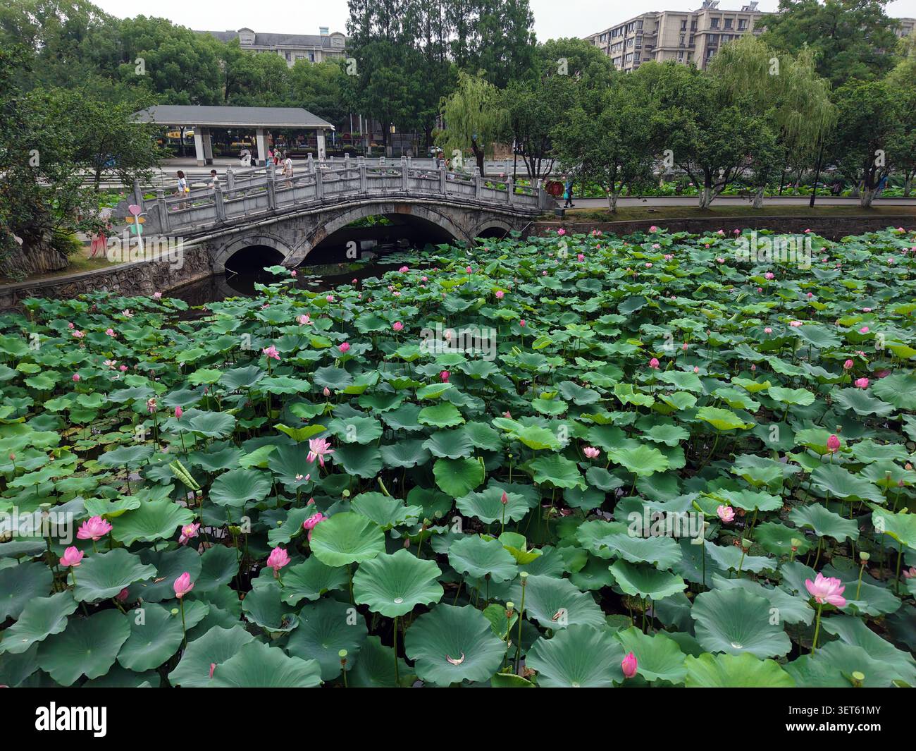 Lotus flowers bloom at Mochou Lake in Nanjing, east China's Jiangsu ...