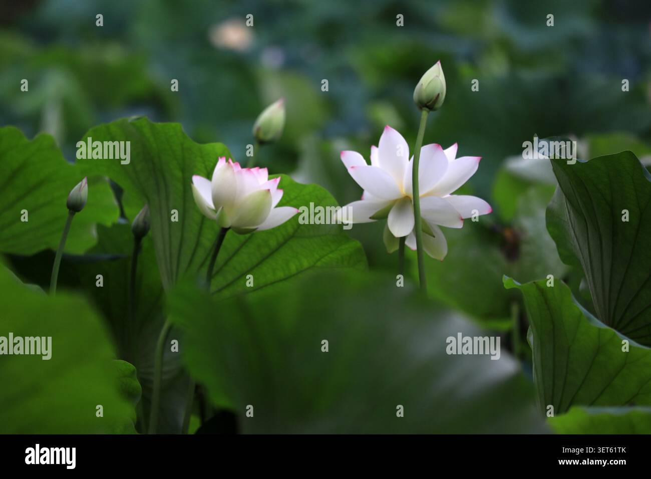 White lotuses bloom at Chuxiu Park in Huai'an, east China's Jiangsu ...