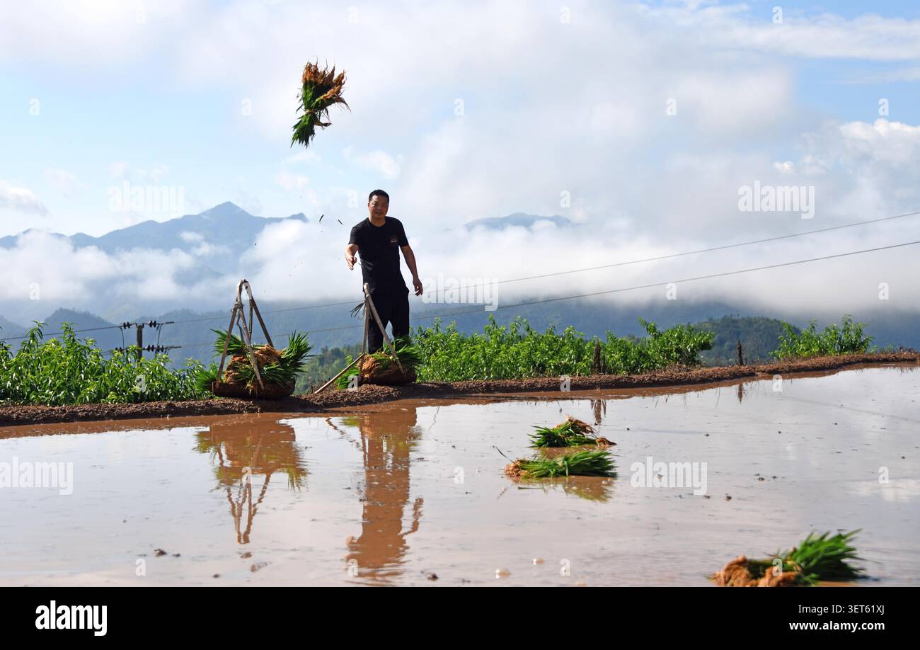 Farmers transplant single-crop rice seedlings in Yangfengshan terraced ...