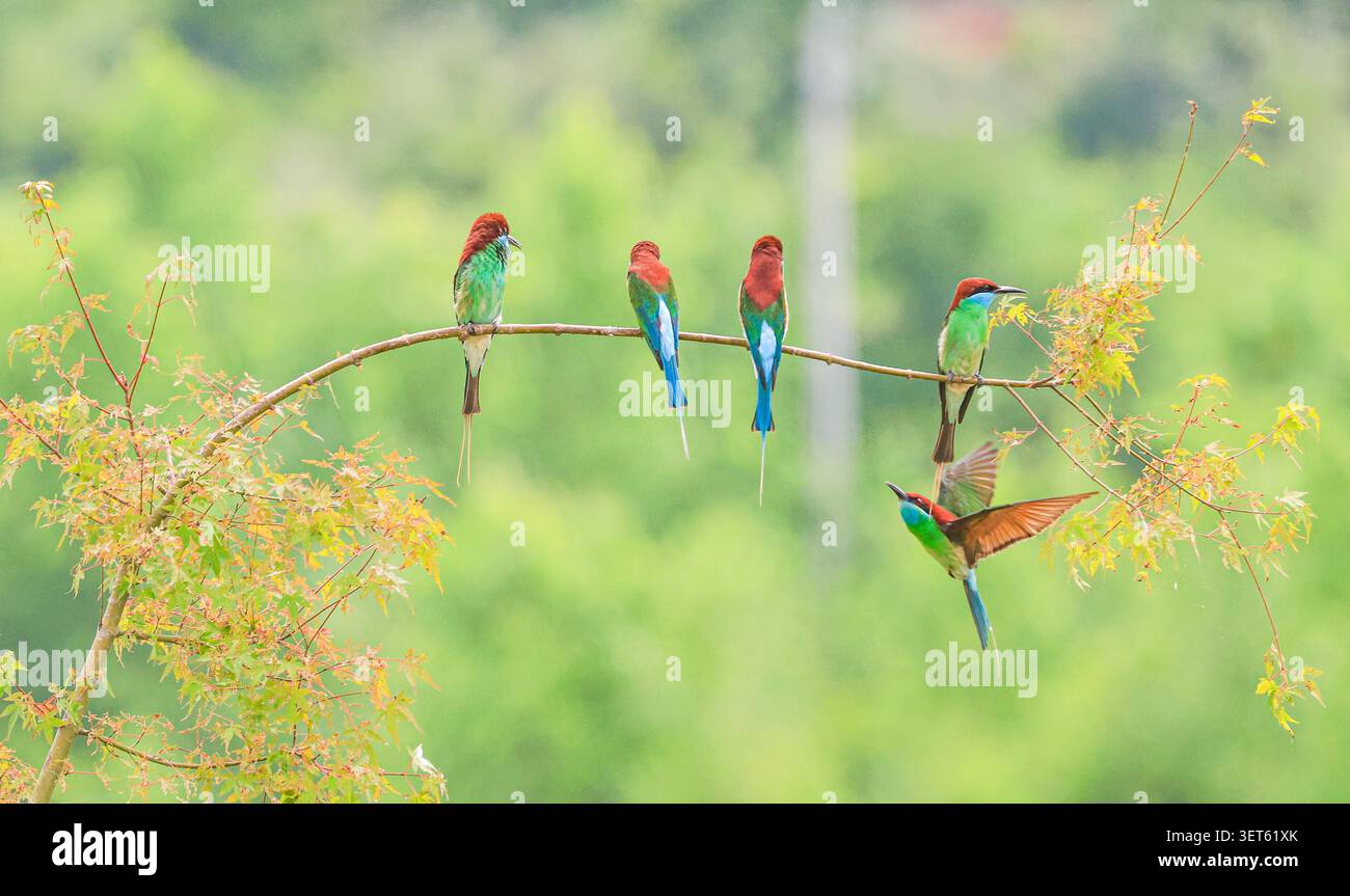 Blue-throated bee-eaters are seen flying or perching on branches at ...