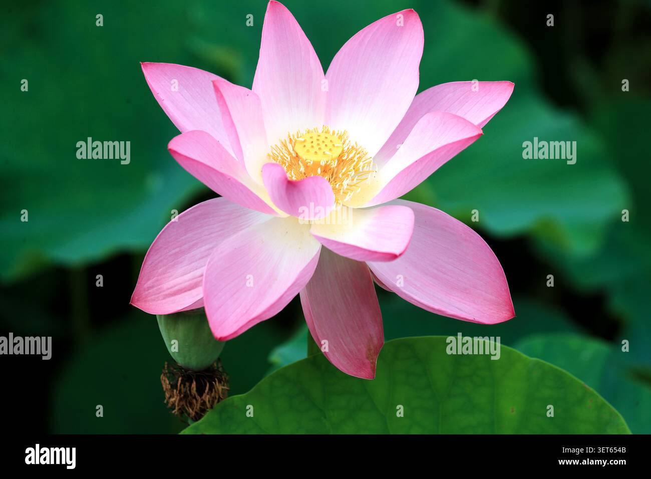Tourists admire blooming lotuses at the Grand Canal Sanwan Wetland Park ...