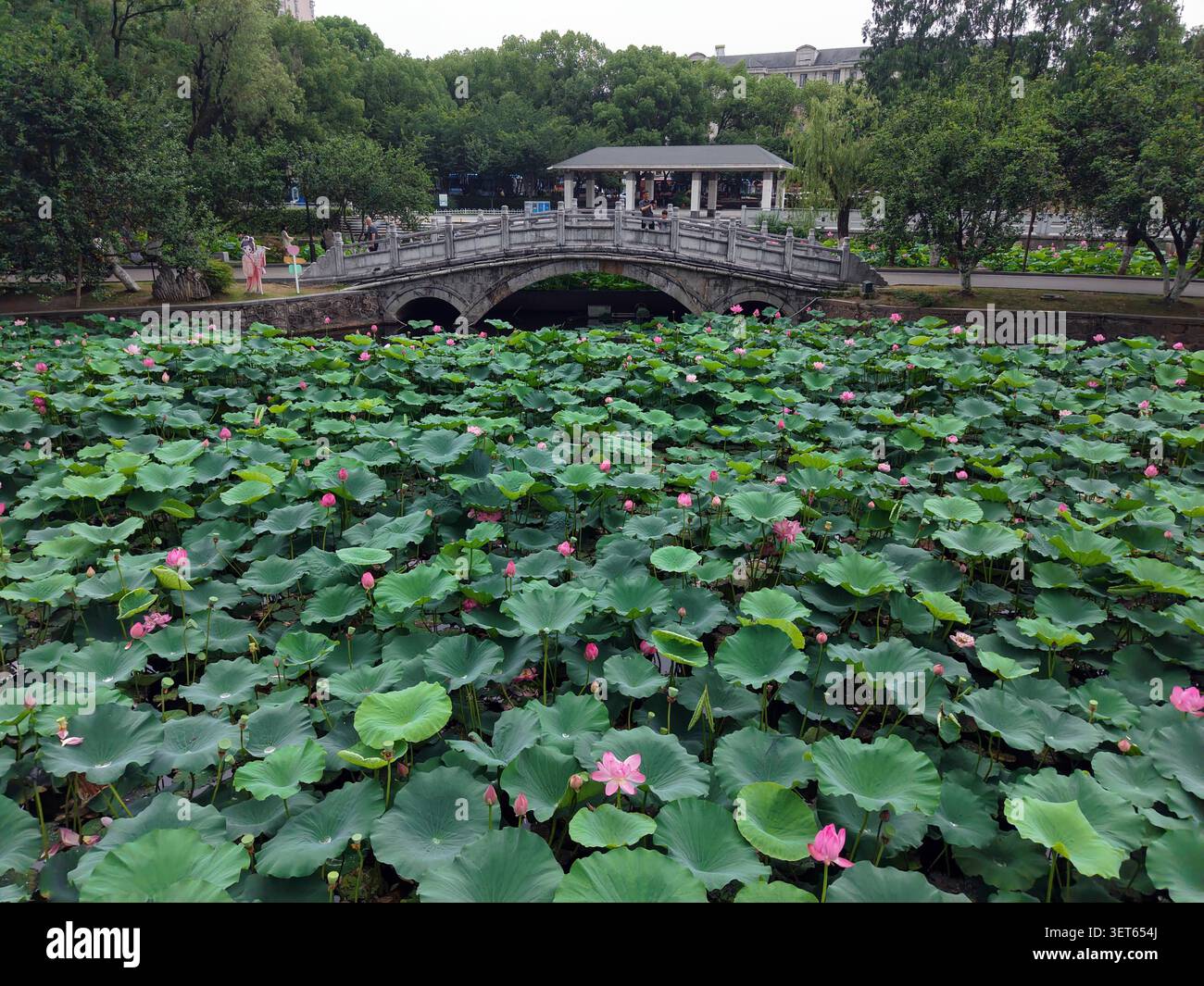 Lotus flowers bloom at Mochou Lake in Nanjing, east China's Jiangsu ...