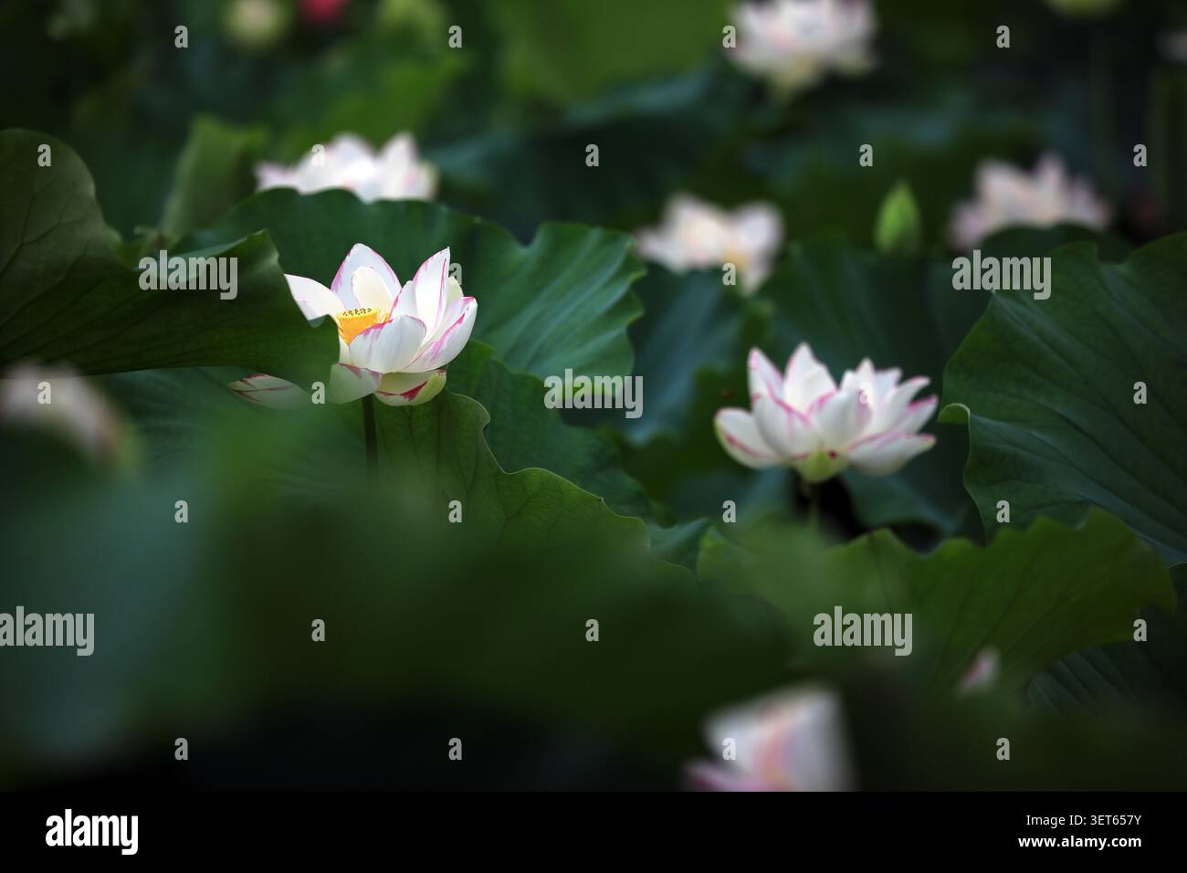 White lotuses bloom at Chuxiu Park in Huai'an, east China's Jiangsu ...