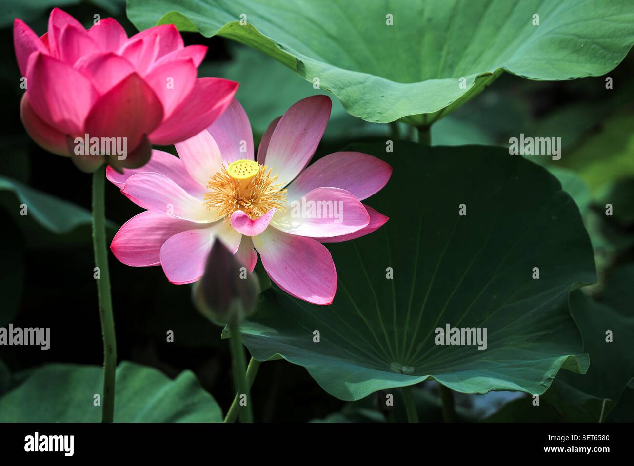 Tourists admire blooming lotuses at the Grand Canal Sanwan Wetland Park ...
