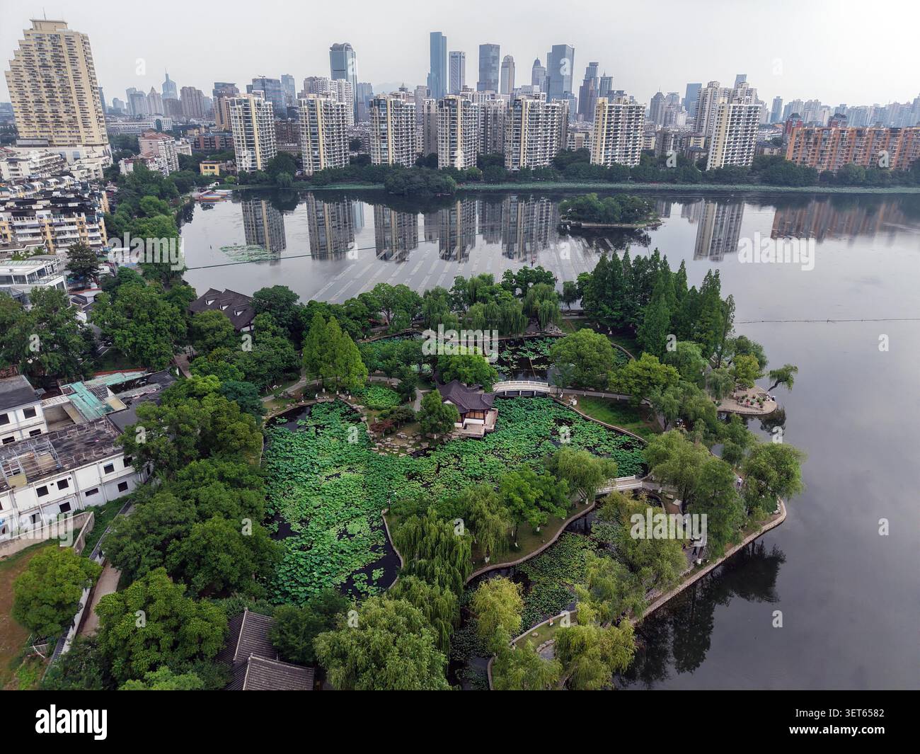 Lotus flowers bloom at Mochou Lake in Nanjing, east China's Jiangsu ...