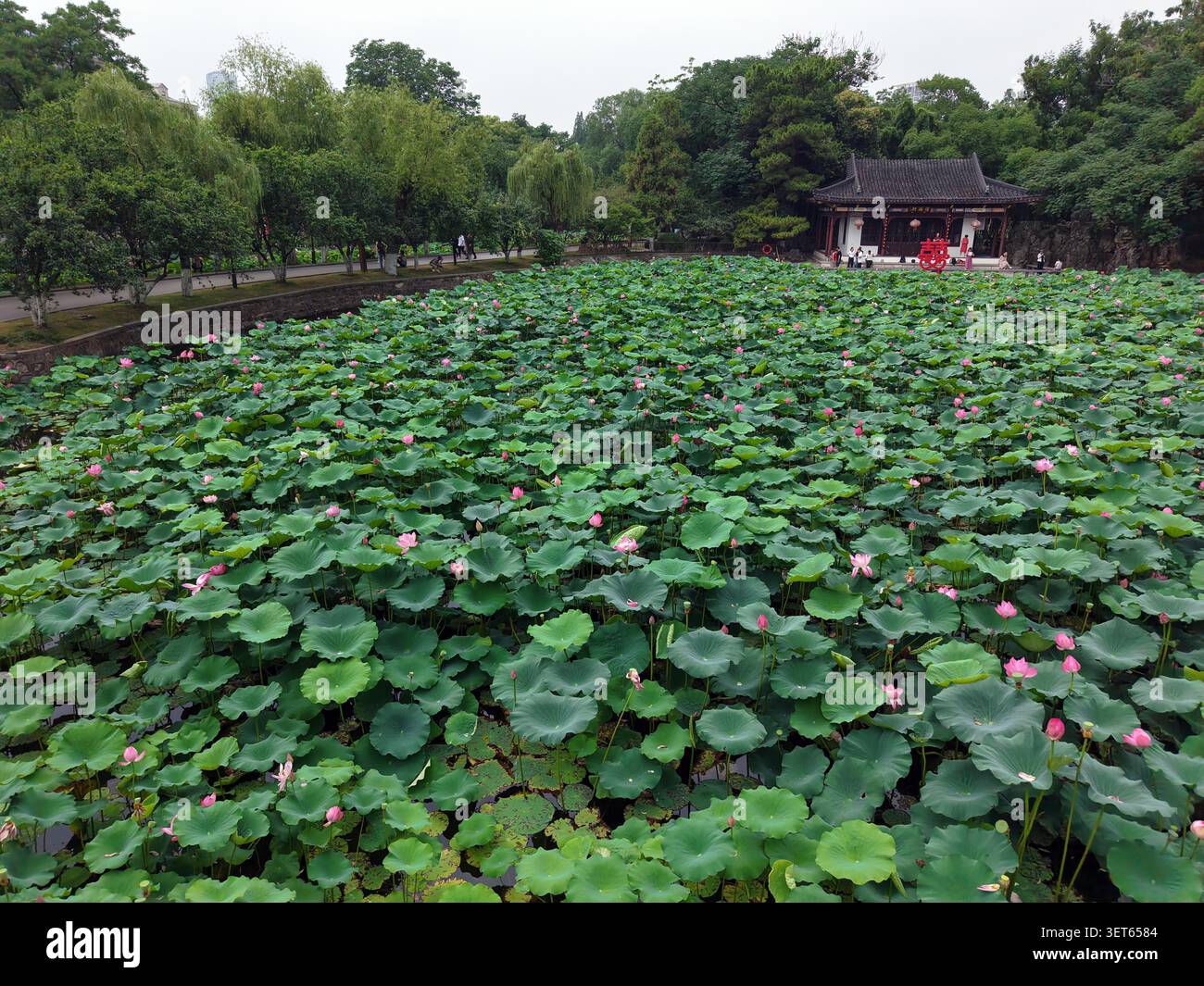 Lotus flowers bloom at Mochou Lake in Nanjing, east China's Jiangsu ...