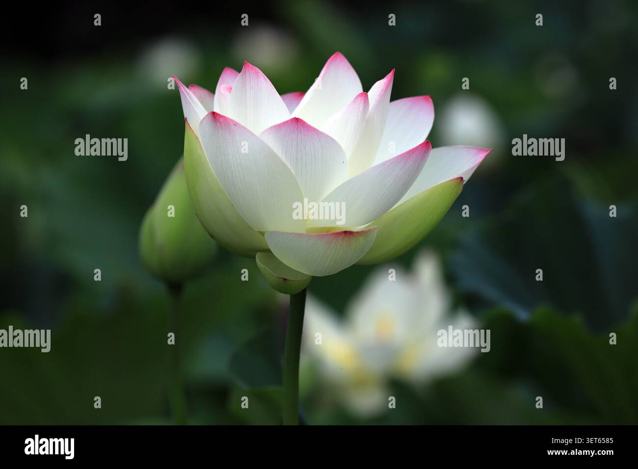 White lotuses bloom at Chuxiu Park in Huai'an, east China's Jiangsu ...