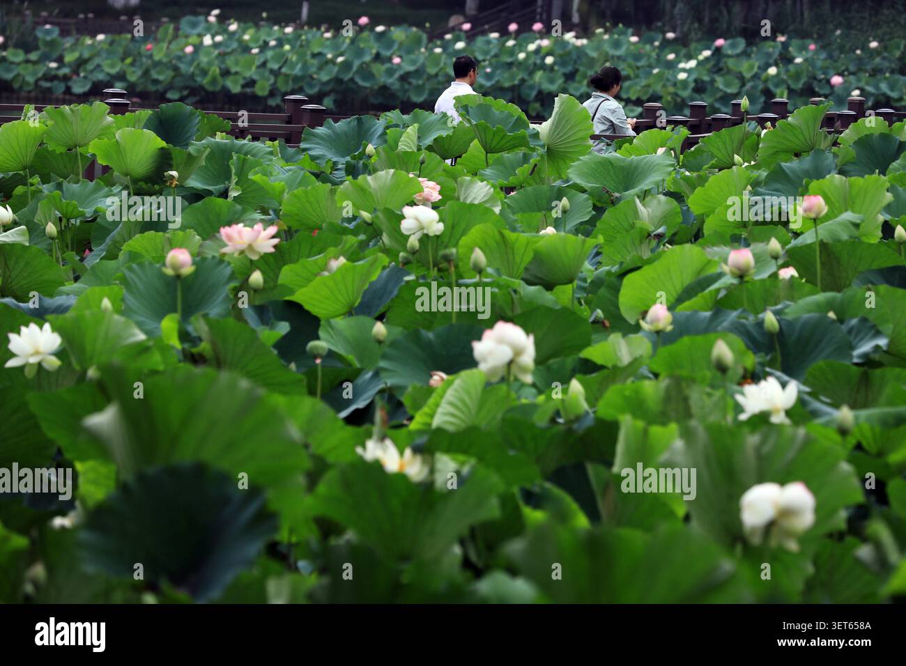 White lotuses bloom at Chuxiu Park in Huai'an, east China's Jiangsu ...