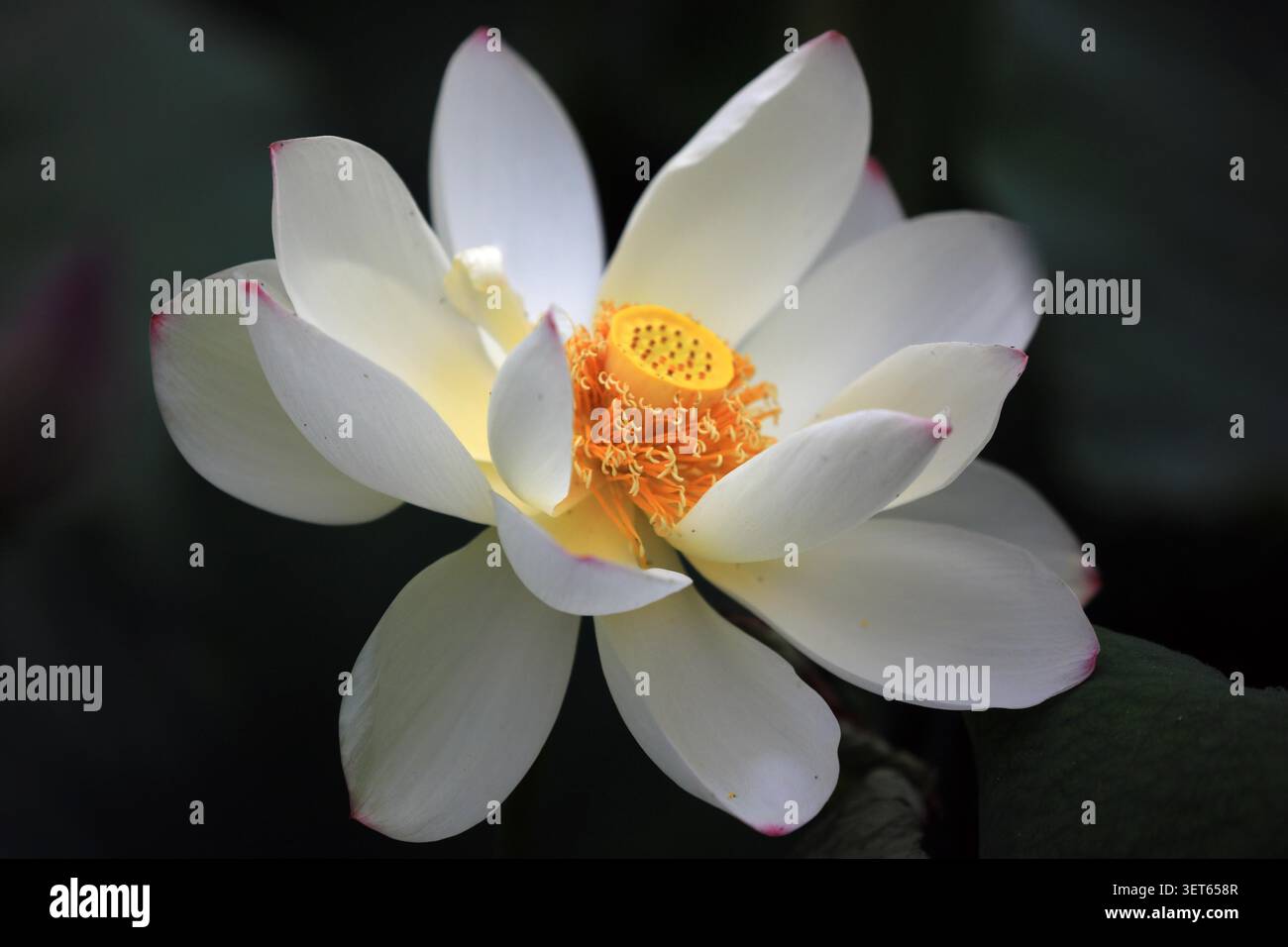 White lotuses bloom at Chuxiu Park in Huai'an, east China's Jiangsu ...