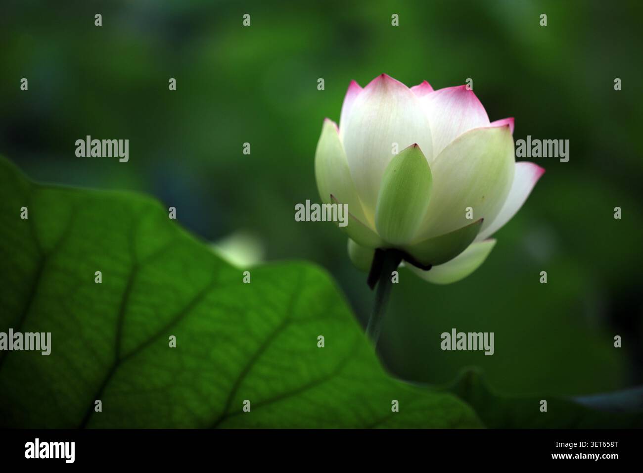White lotuses bloom at Chuxiu Park in Huai'an, east China's Jiangsu ...