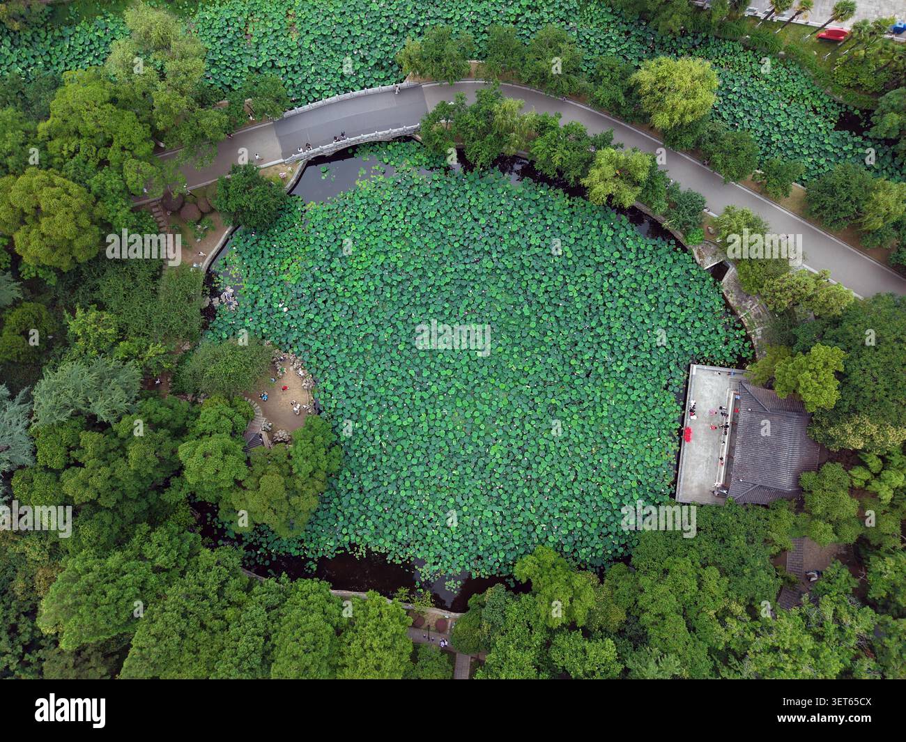 Lotus flowers bloom at Mochou Lake in Nanjing, east China's Jiangsu ...