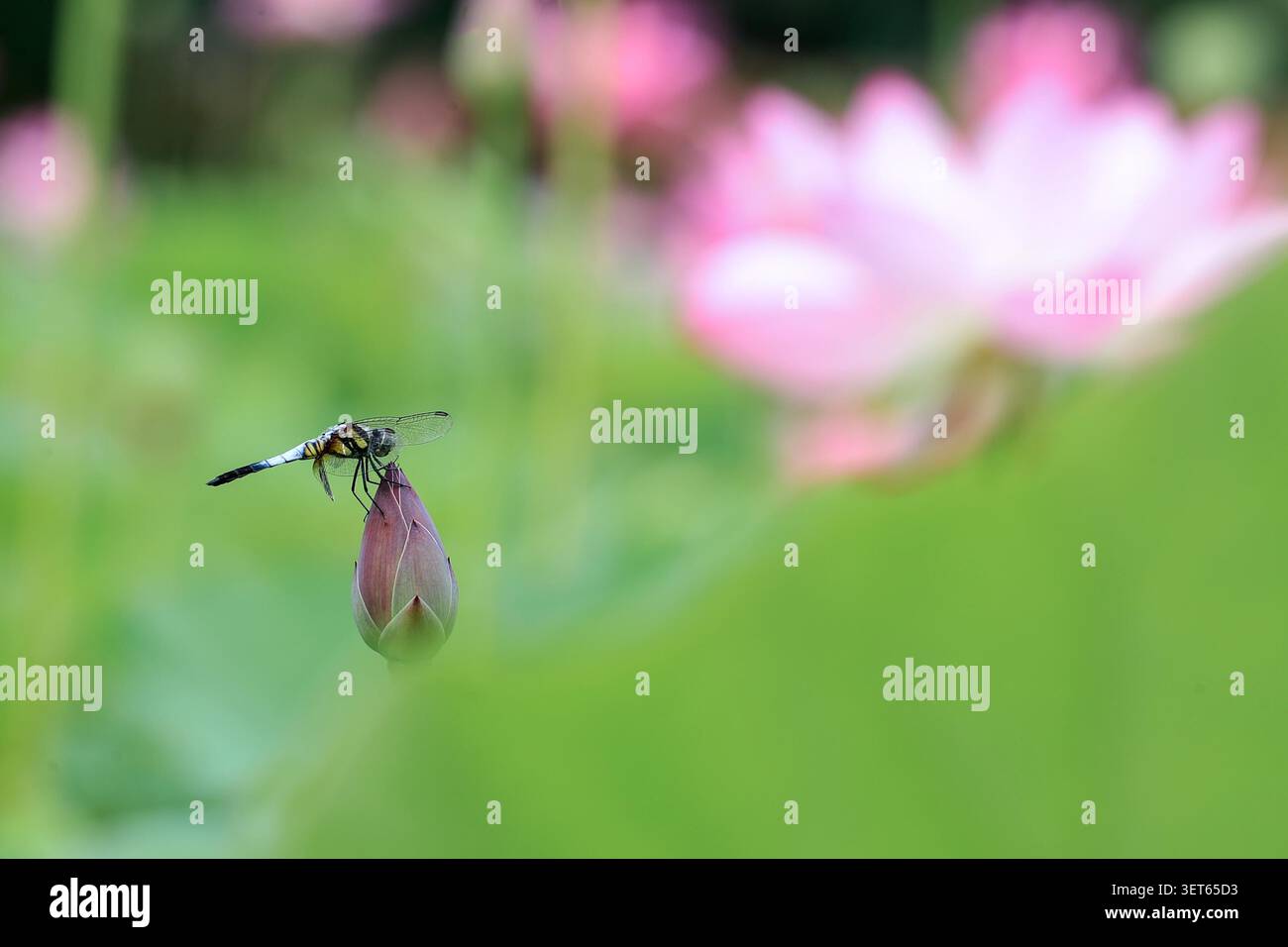 Tourists admire blooming lotuses at the Grand Canal Sanwan Wetland Park ...