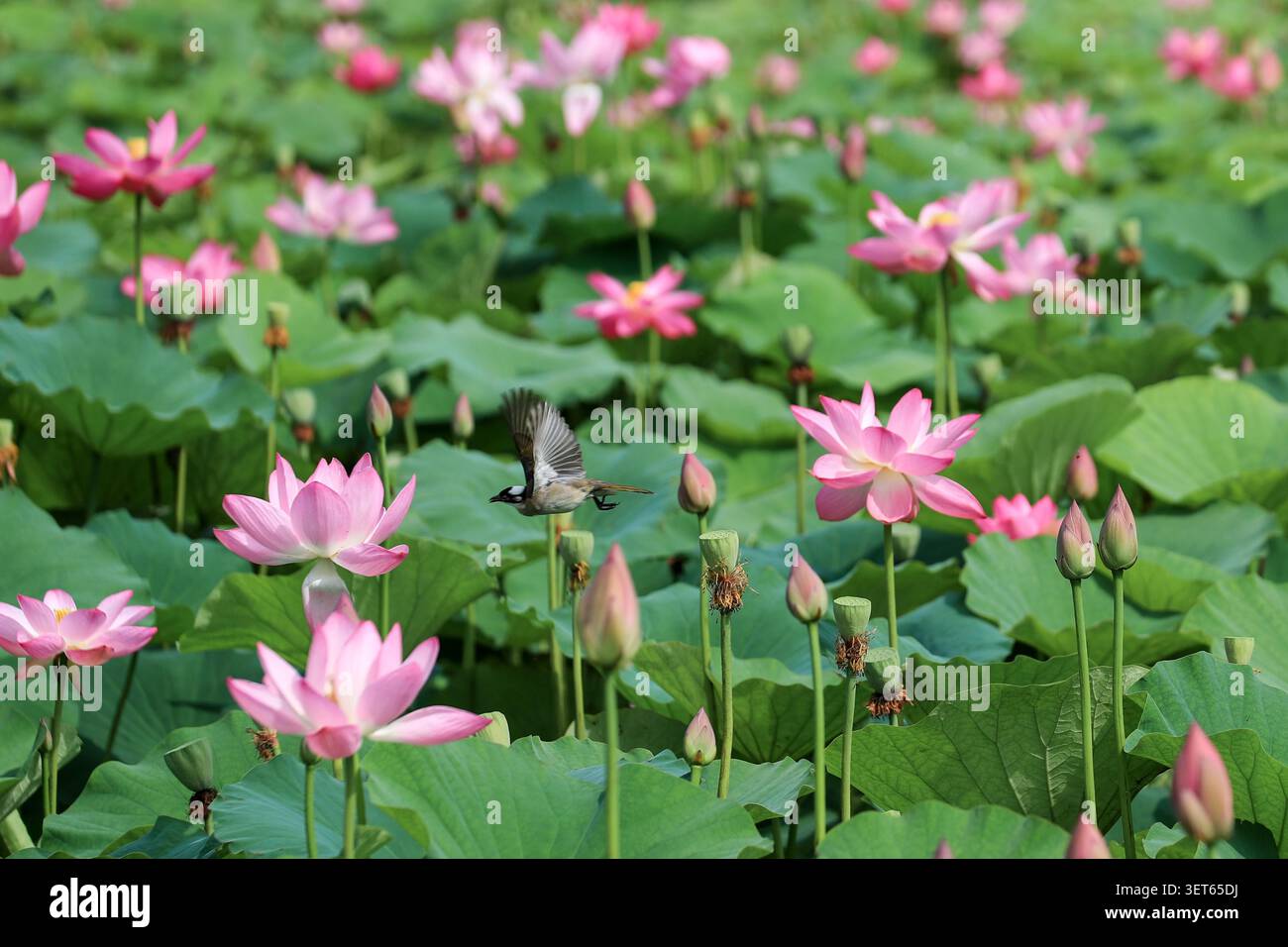 Tourists admire blooming lotuses at the Grand Canal Sanwan Wetland Park ...