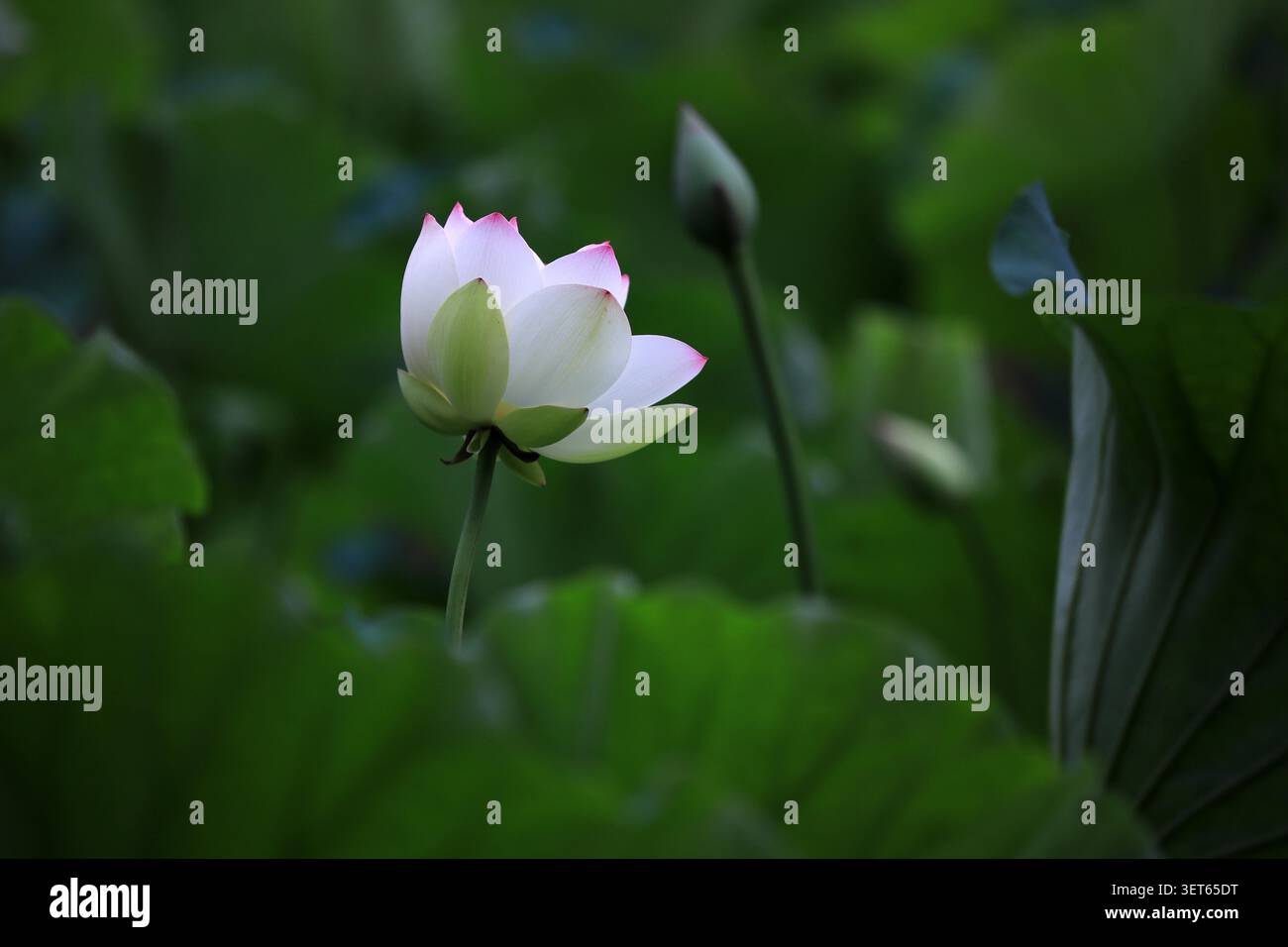 White lotuses bloom at Chuxiu Park in Huai'an, east China's Jiangsu ...