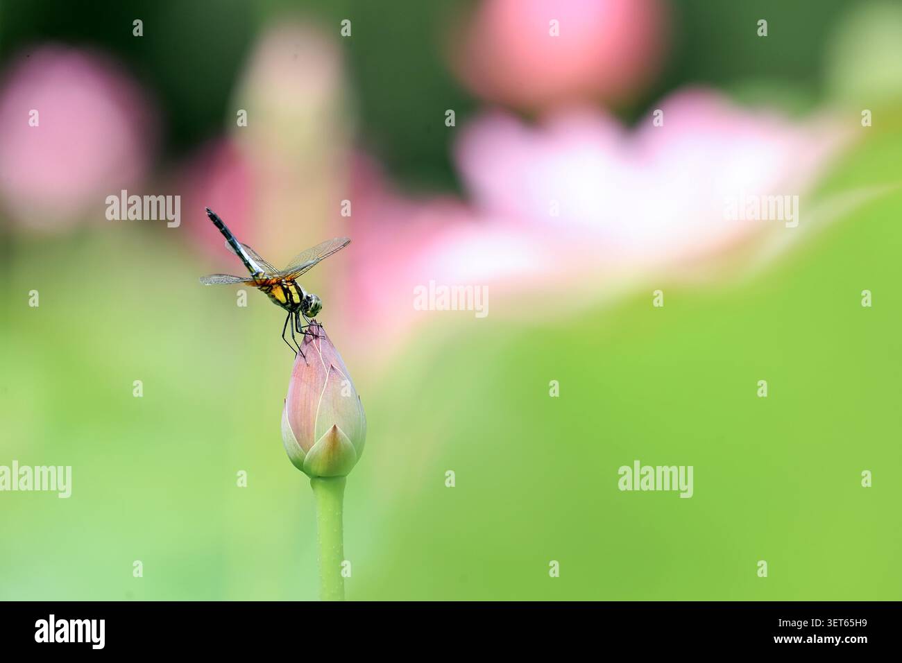 Tourists admire blooming lotuses at the Grand Canal Sanwan Wetland Park ...