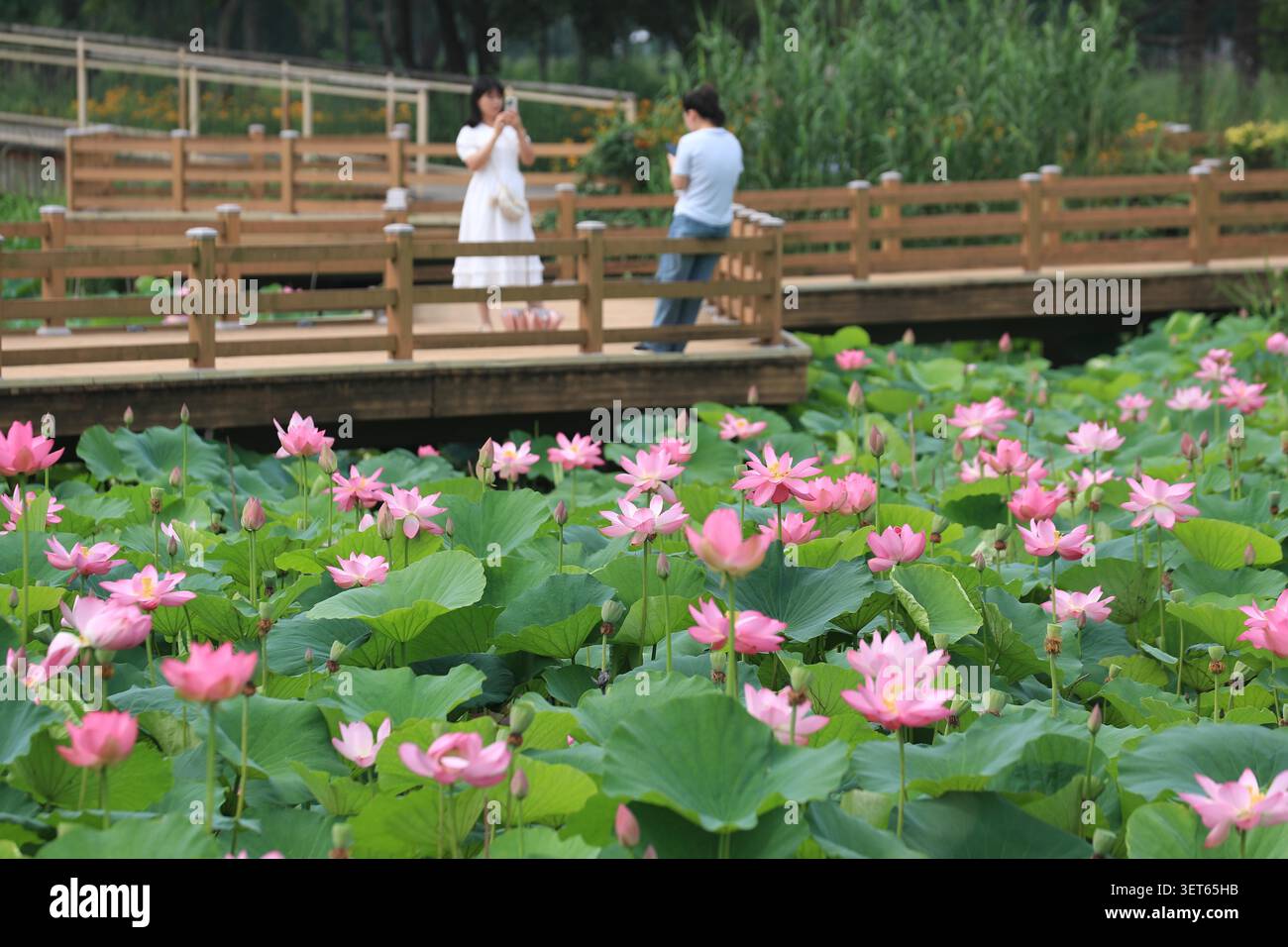 Tourists admire blooming lotuses at the Grand Canal Sanwan Wetland Park ...